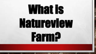 Natureview Farm - Harvard Case Study Analysis | PPT