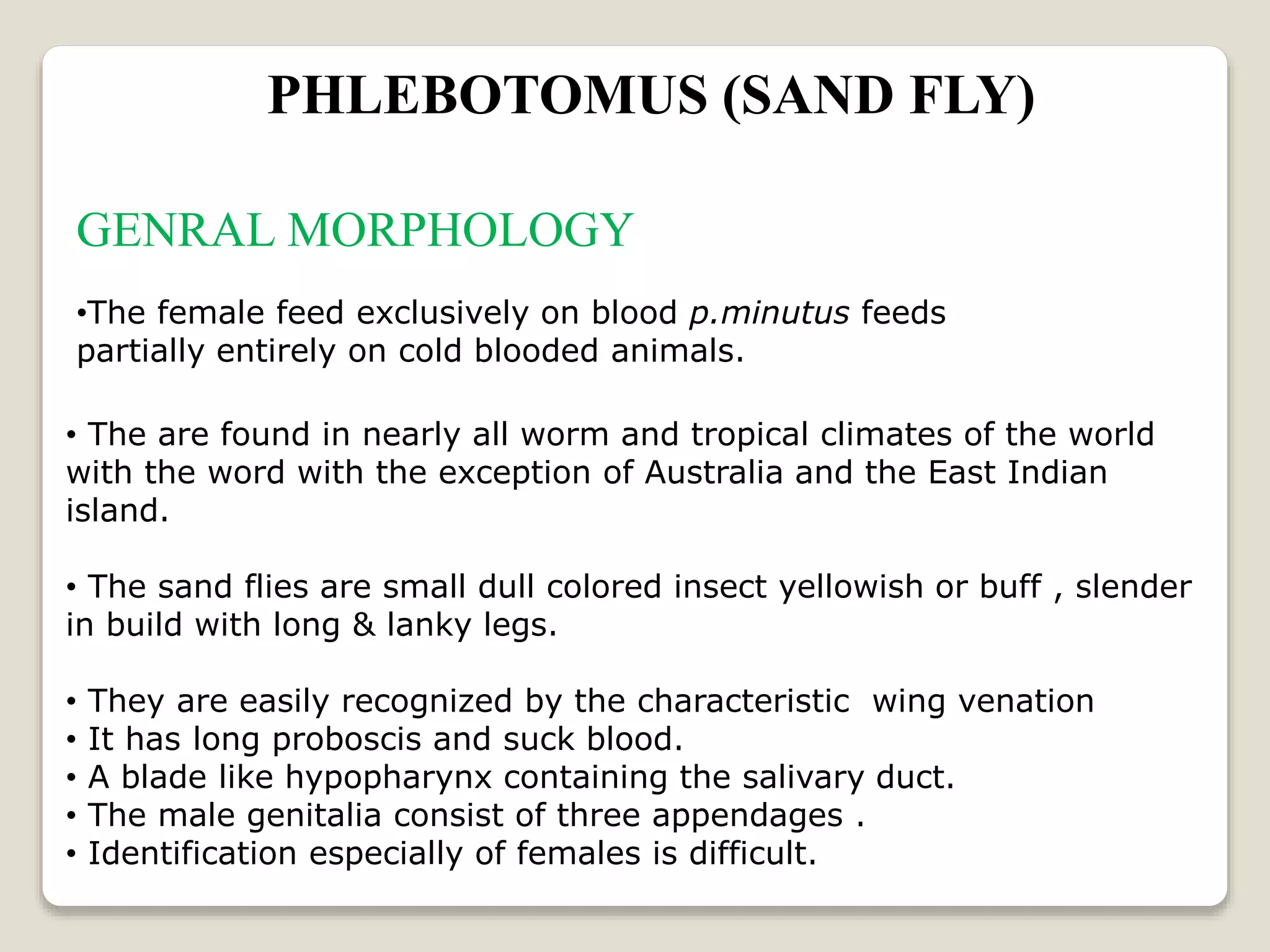 flies | PPTX