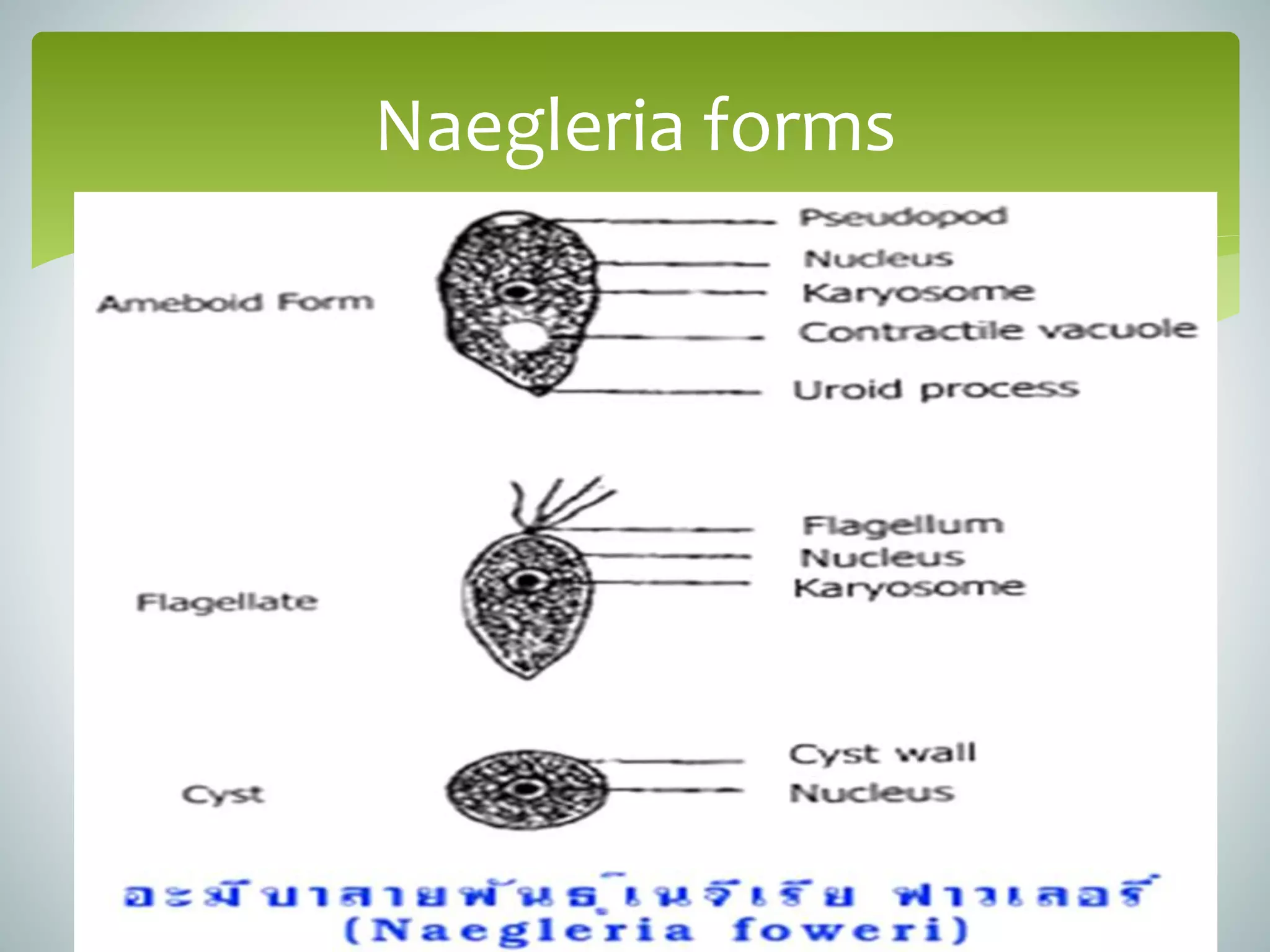 Naegleria Fowleri- The Brain Eating Amoeba | PPTX