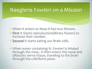 Naegleria Fowleri- The Brain Eating Amoeba | PPTX