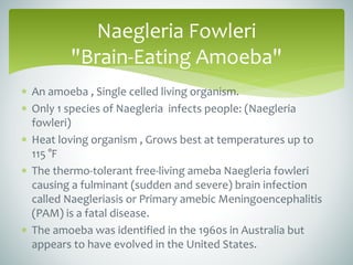 Naegleria Fowleri- The Brain Eating Amoeba | PPTX
