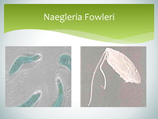 Naegleria Fowleri- The Brain Eating Amoeba | PPTX