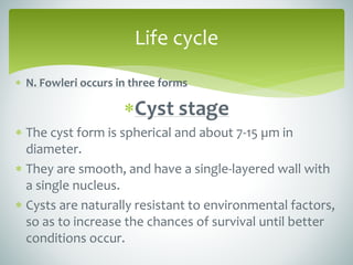 Naegleria Fowleri- The Brain Eating Amoeba | PPTX