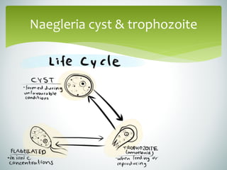 Naegleria Fowleri Life Cycle