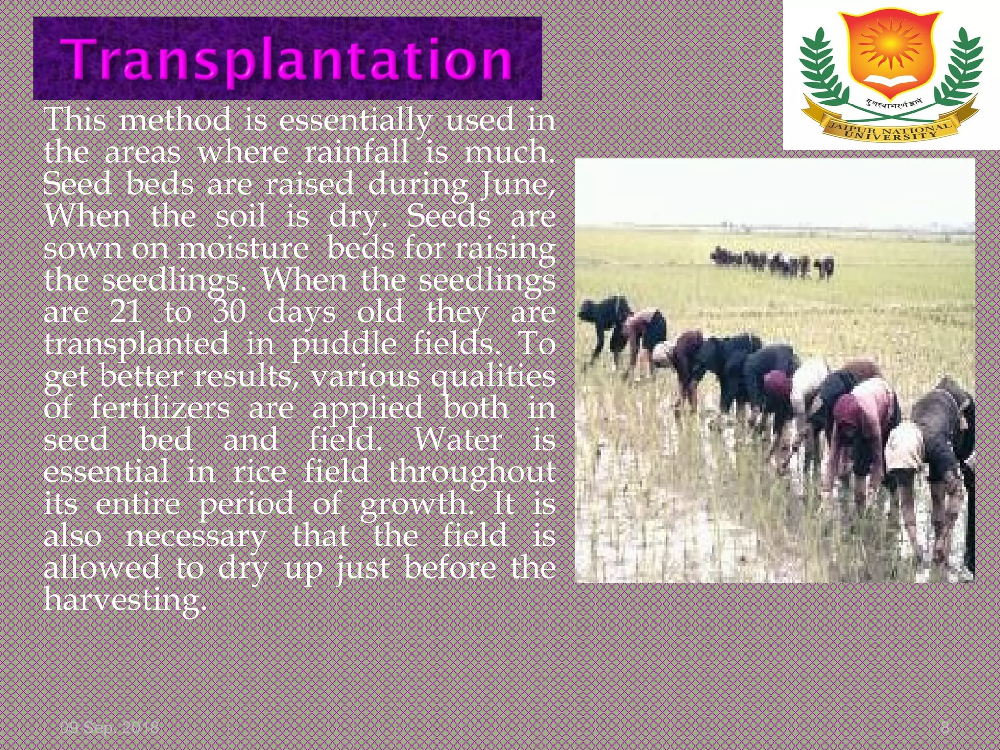 Rice crop | PPT