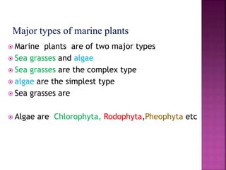 Marine biodiversity | PPTX