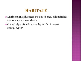 Marine biodiversity | PPTX