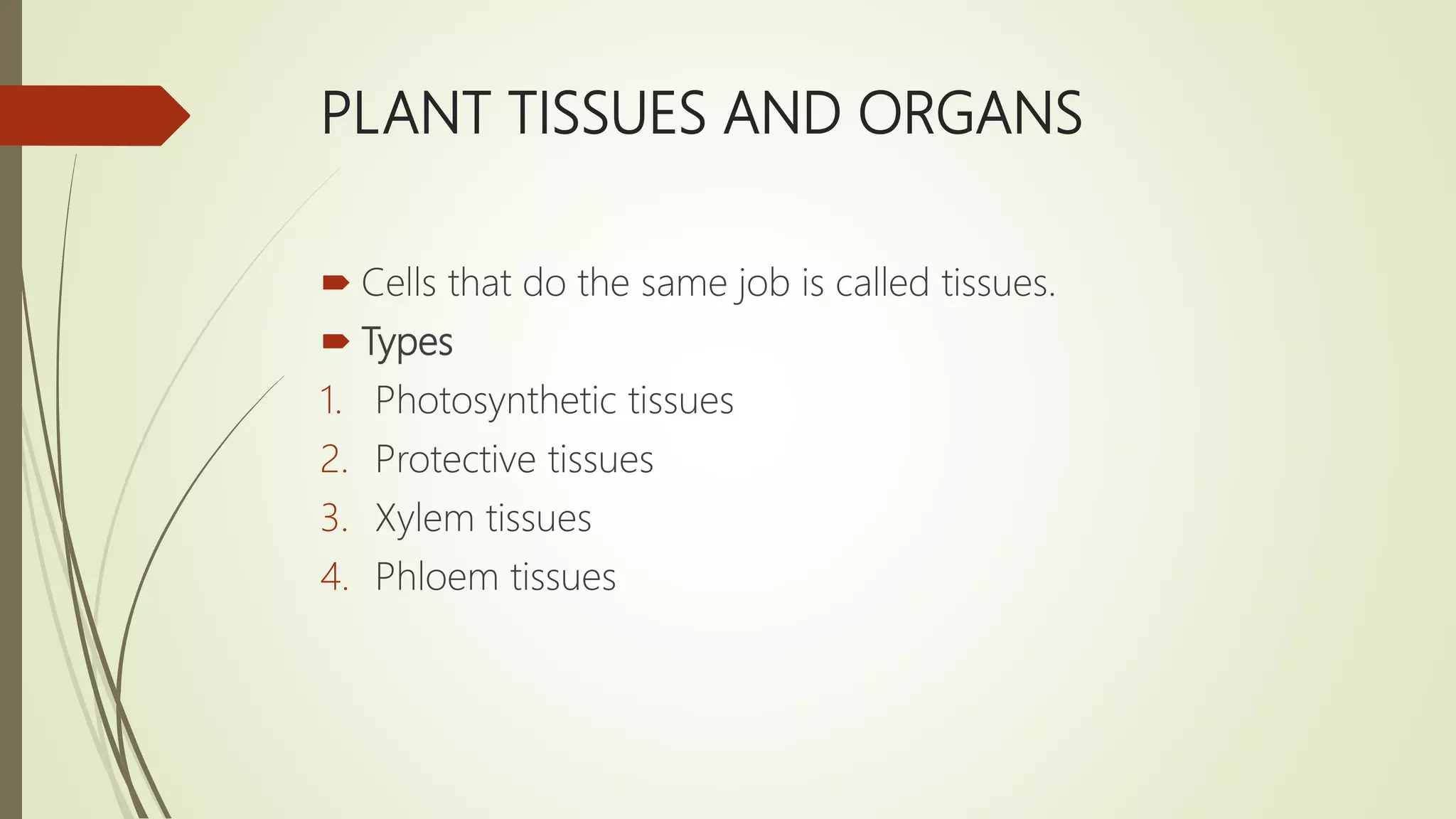 plants tissues and organs | PPTX