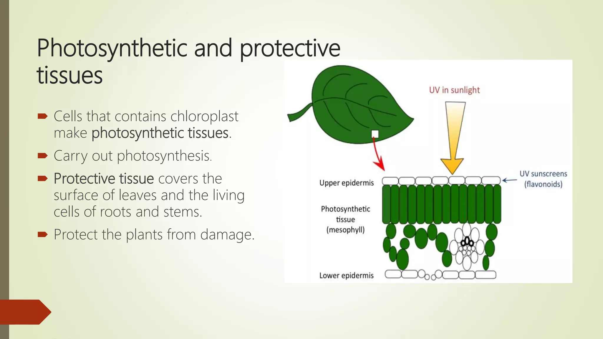 plants tissues and organs | PPTX
