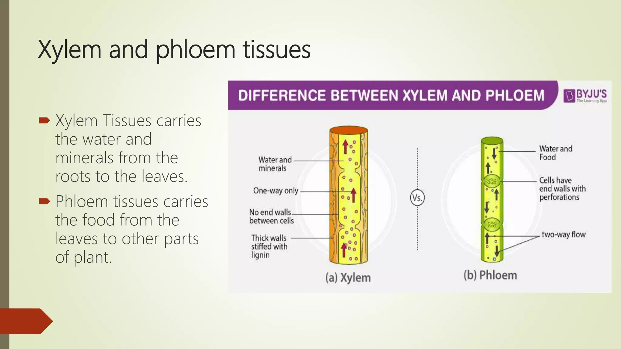 plants tissues and organs | PPTX