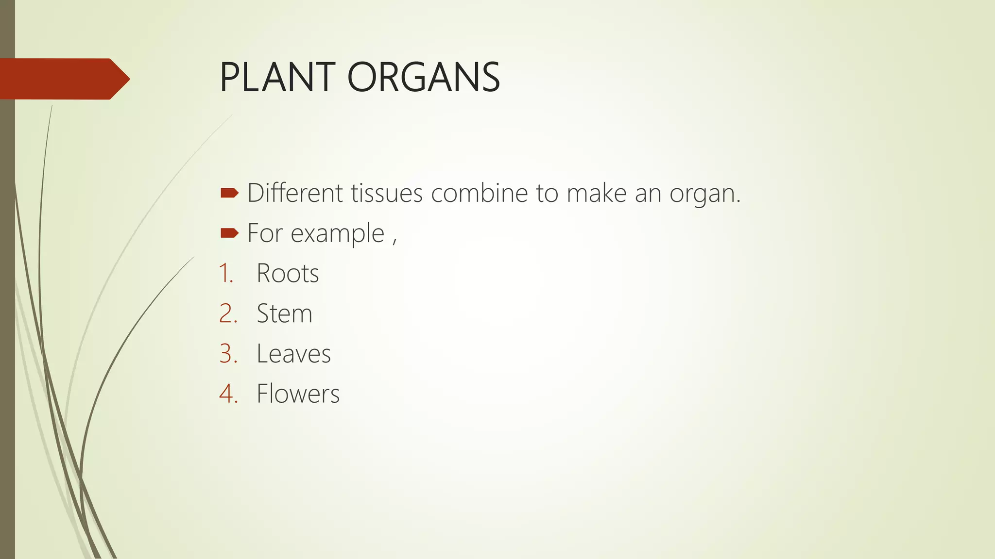 plants tissues and organs | PPTX