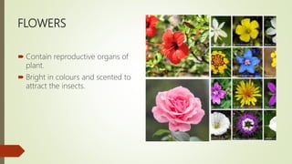plants tissues and organs | PPTX