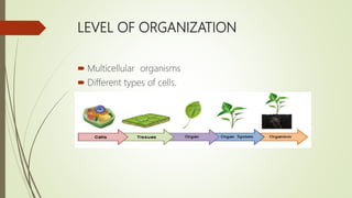 plants tissues and organs | PPTX