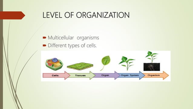 plants tissues and organs | PPTX | Gardening | Home & Garden