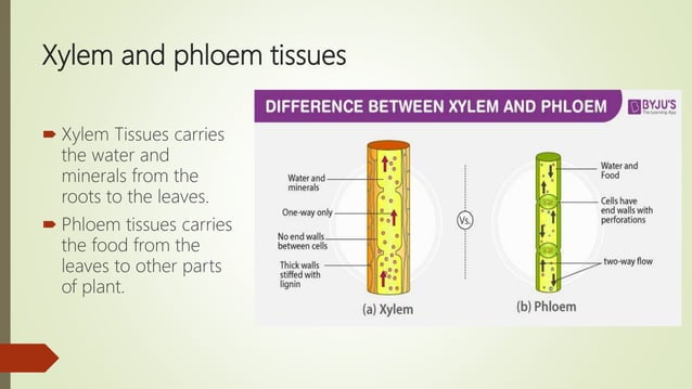 plants tissues and organs | PPTX | Gardening | Home & Garden