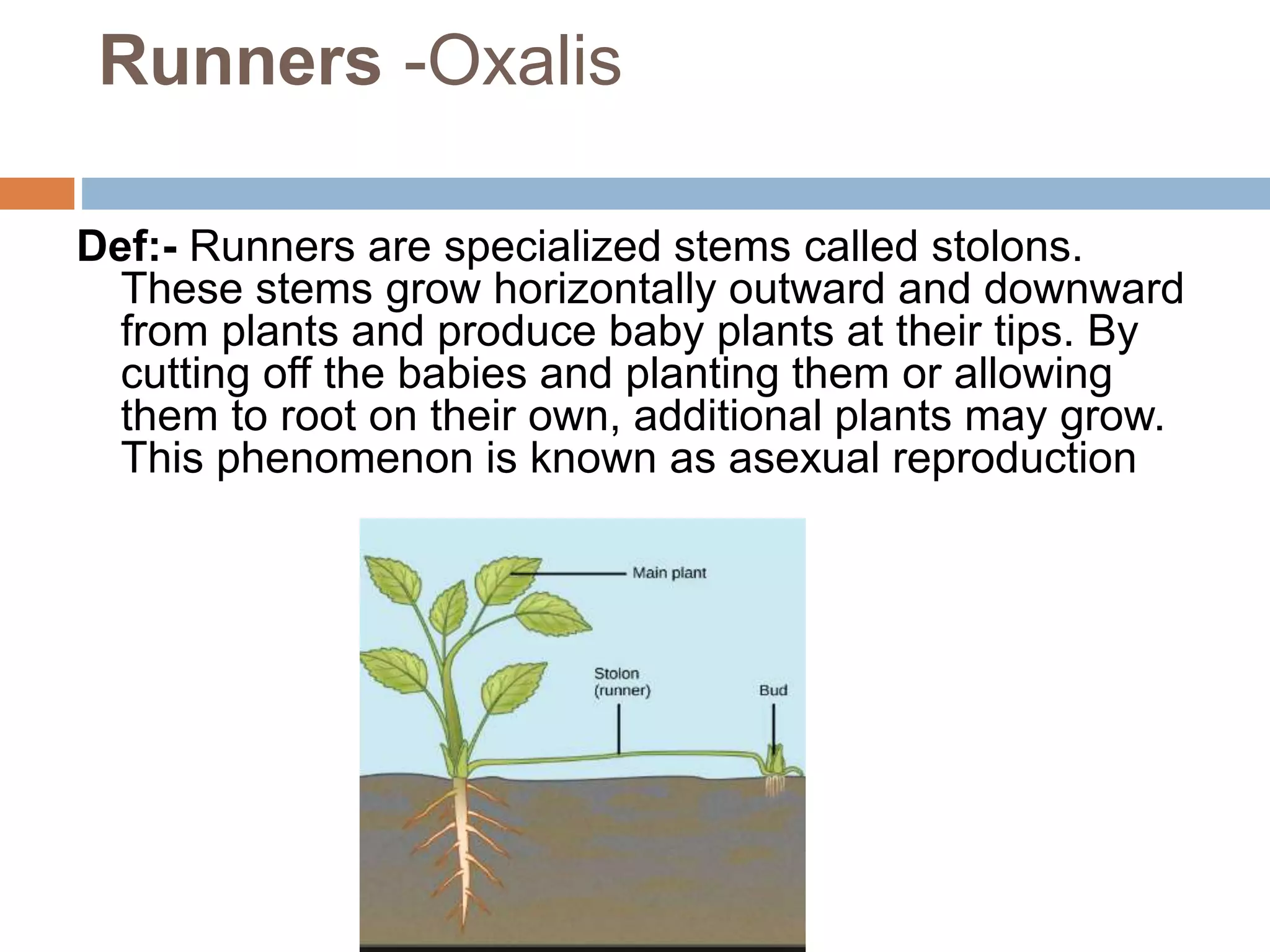 Reproduction in Organism - NEET biology | PPTX