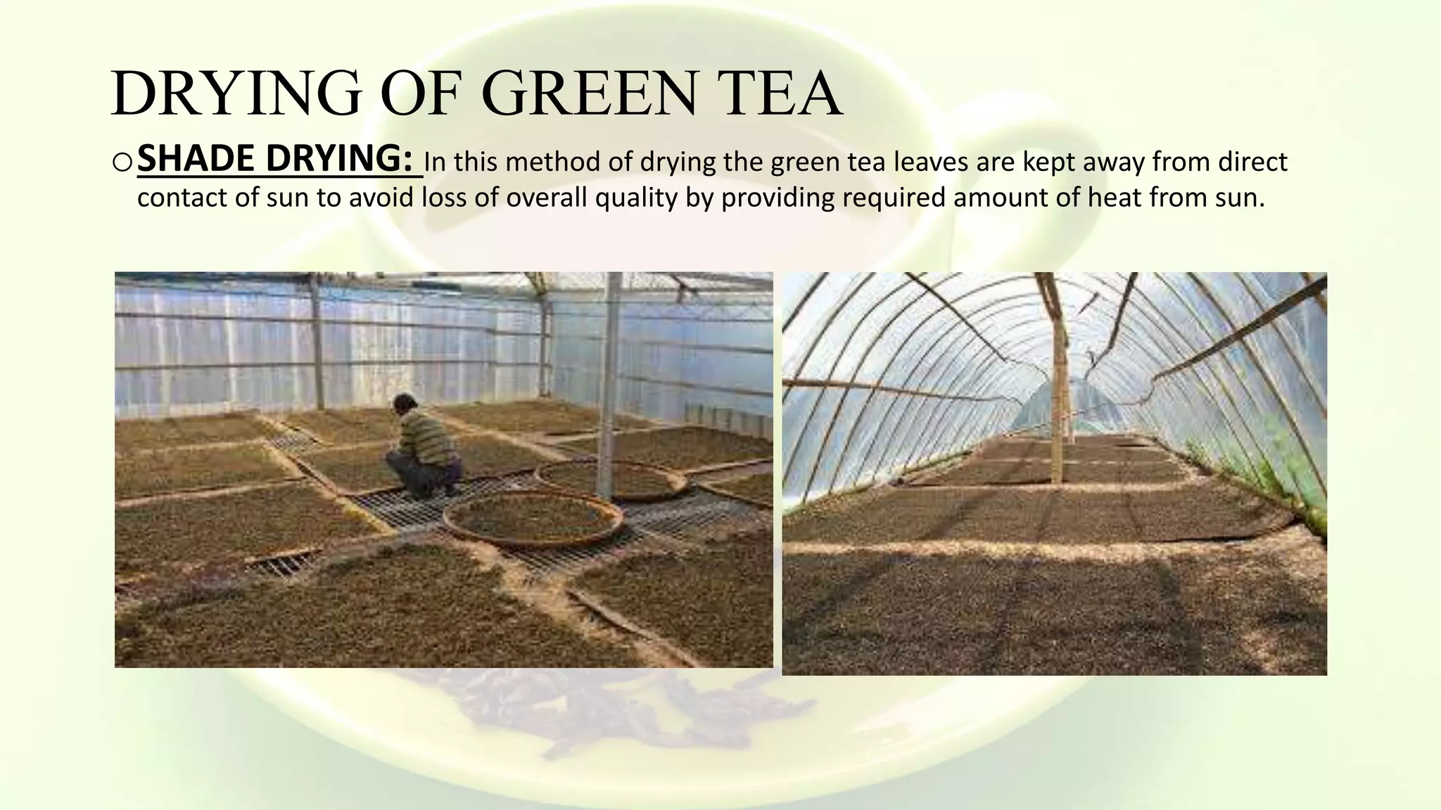 Green tea processing | PPTX