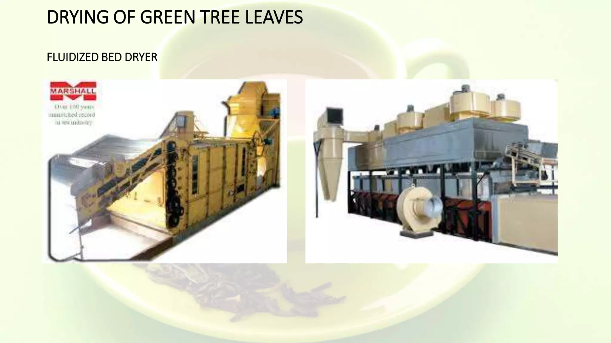 Green tea processing | PPTX