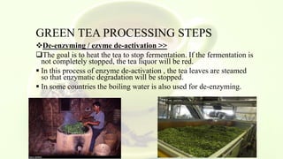 Green tea processing | PPTX