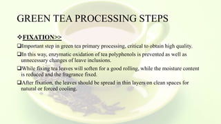 Green tea processing | PPTX