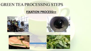 Green tea processing | PPTX