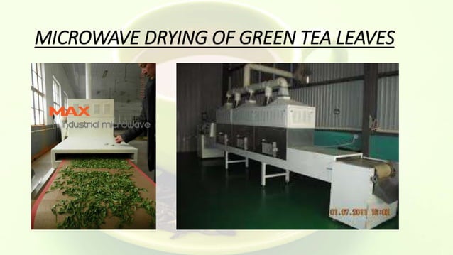 Green tea processing | PPTX | Nutrition | Healthy Living