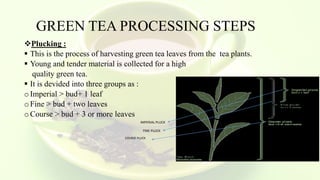 Green tea processing | PPTX