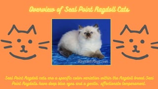 Distinct Colorpoint Coat Seal Point Ragdoll Cats | PPT