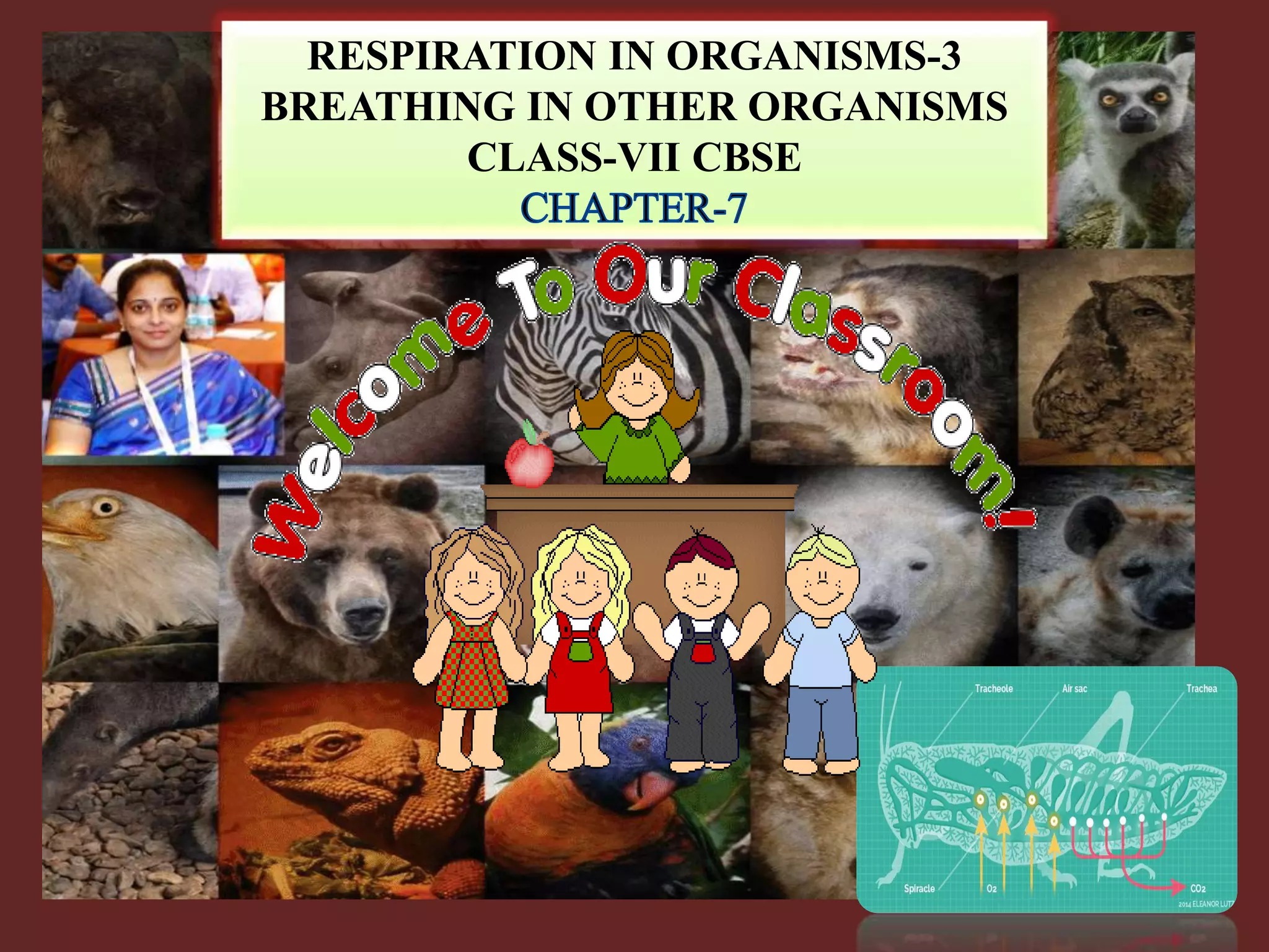 RESPIRATION IN ORGANISMS-3 BREATHING IN OTHER ORGANISMS CLASS-VII CBSE ...