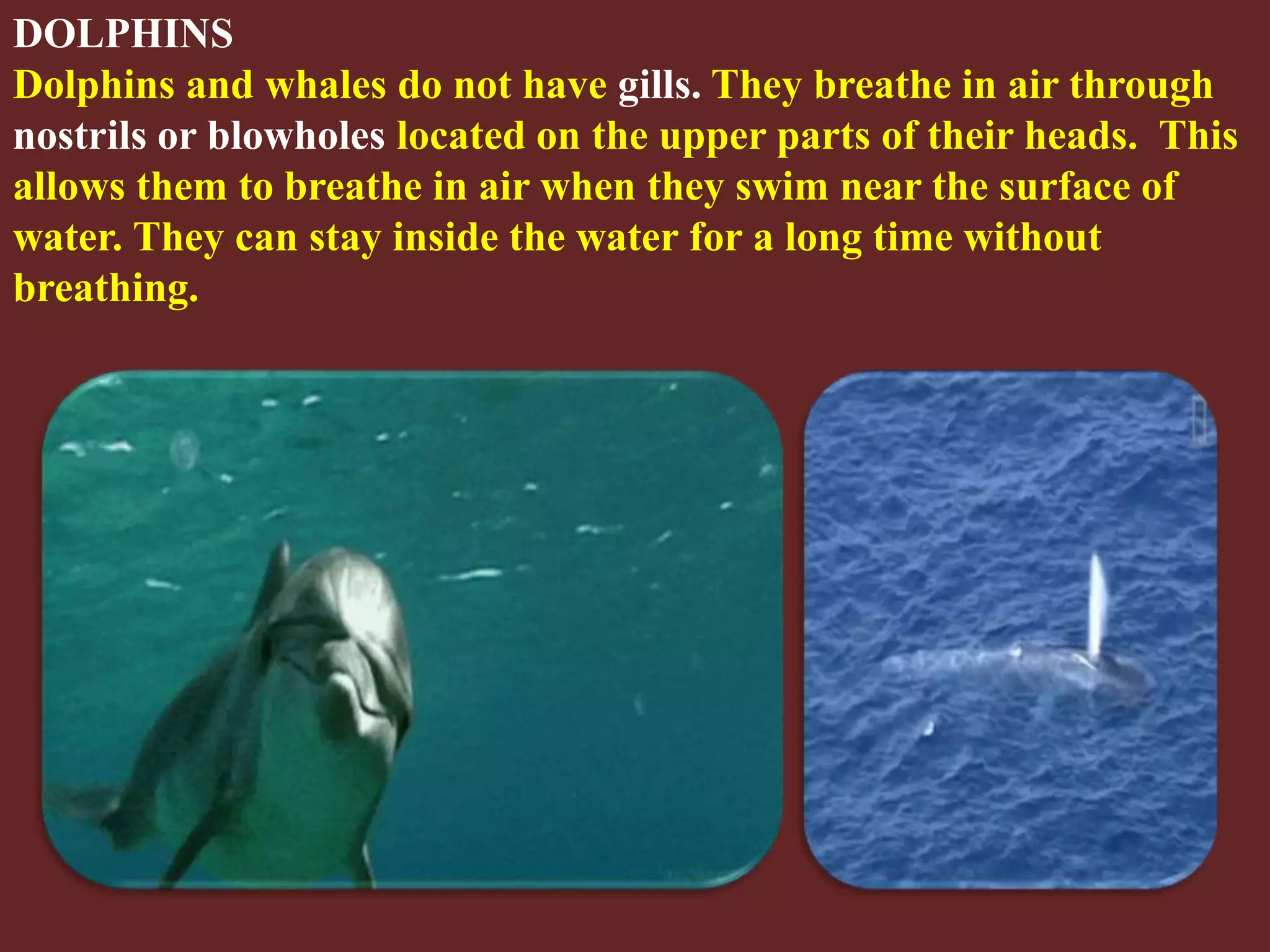 RESPIRATION IN ORGANISMS-3 BREATHING IN OTHER ORGANISMS CLASS-VII CBSE ...