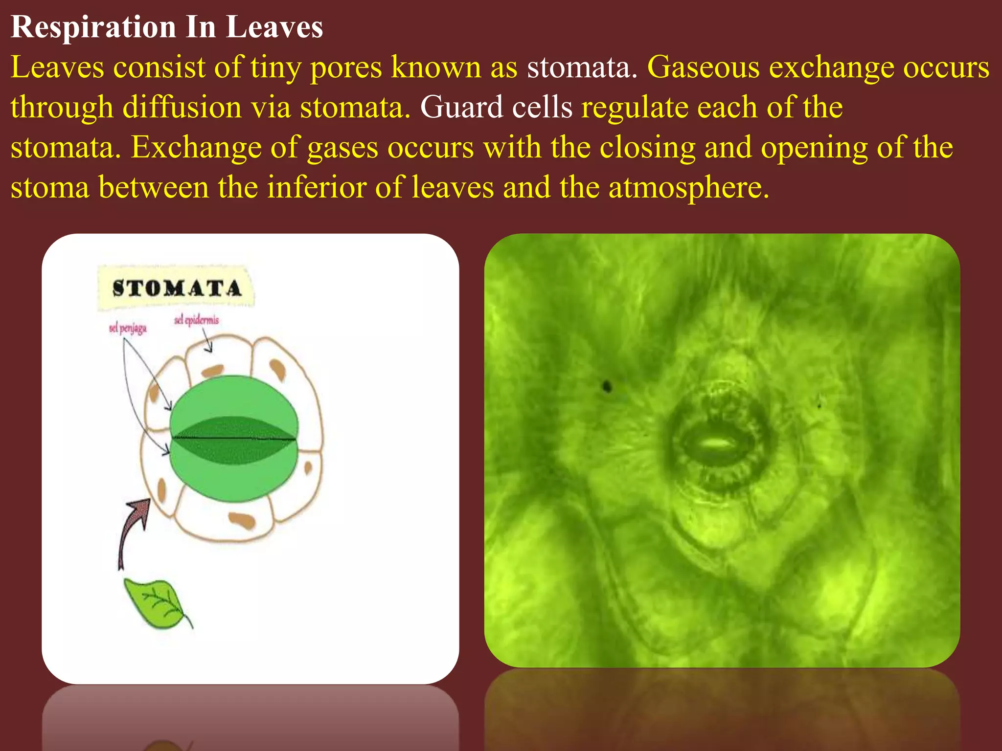 RESPIRATION IN ORGANISMS-3 BREATHING IN OTHER ORGANISMS CLASS-VII CBSE ...