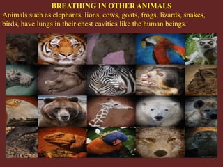 RESPIRATION IN ORGANISMS-3 BREATHING IN OTHER ORGANISMS CLASS-VII CBSE ...