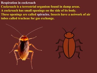 RESPIRATION IN ORGANISMS-3 BREATHING IN OTHER ORGANISMS CLASS-VII CBSE ...