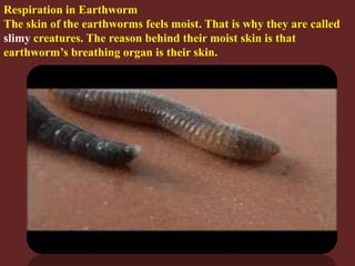 RESPIRATION IN ORGANISMS-3 BREATHING IN OTHER ORGANISMS CLASS-VII CBSE ...