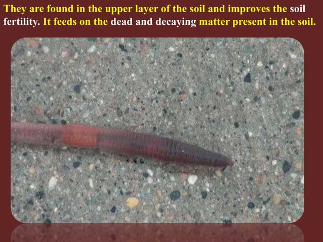 RESPIRATION IN ORGANISMS-3 BREATHING IN OTHER ORGANISMS CLASS-VII CBSE ...