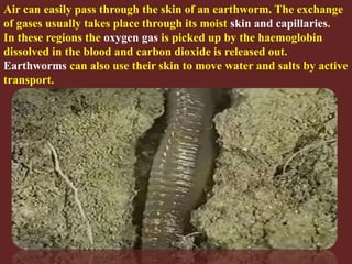 RESPIRATION IN ORGANISMS-3 BREATHING IN OTHER ORGANISMS CLASS-VII CBSE ...