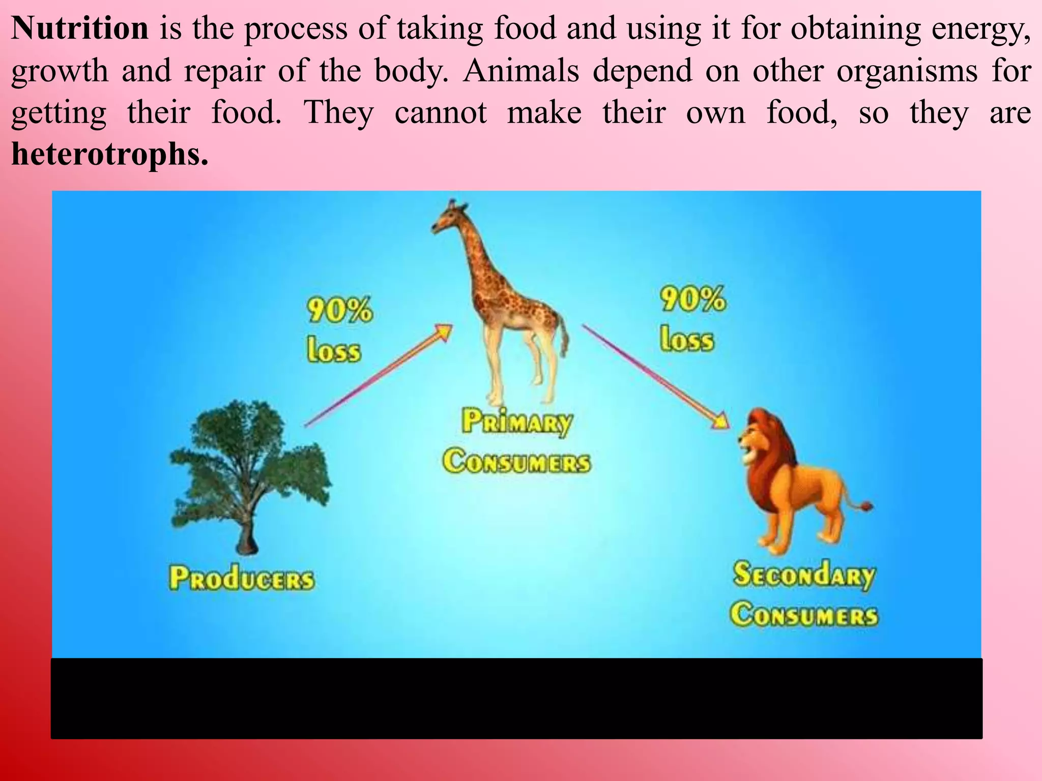 NUTRITION IN ANIMALS-1 (CLASS-VII) NCERT | PPTX