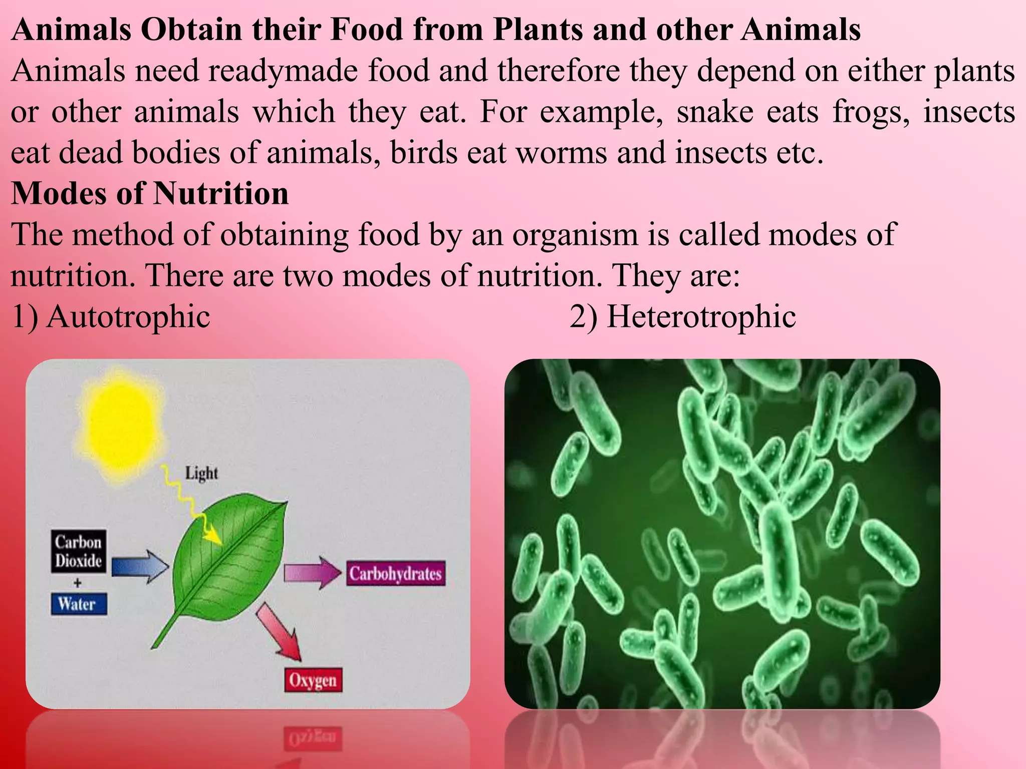 NUTRITION IN ANIMALS-1 (CLASS-VII) NCERT | PPTX