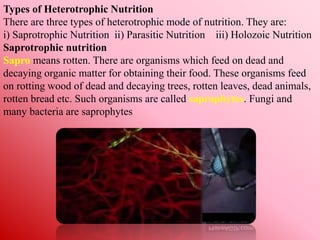 Heterotrophic Nutrition In Animals