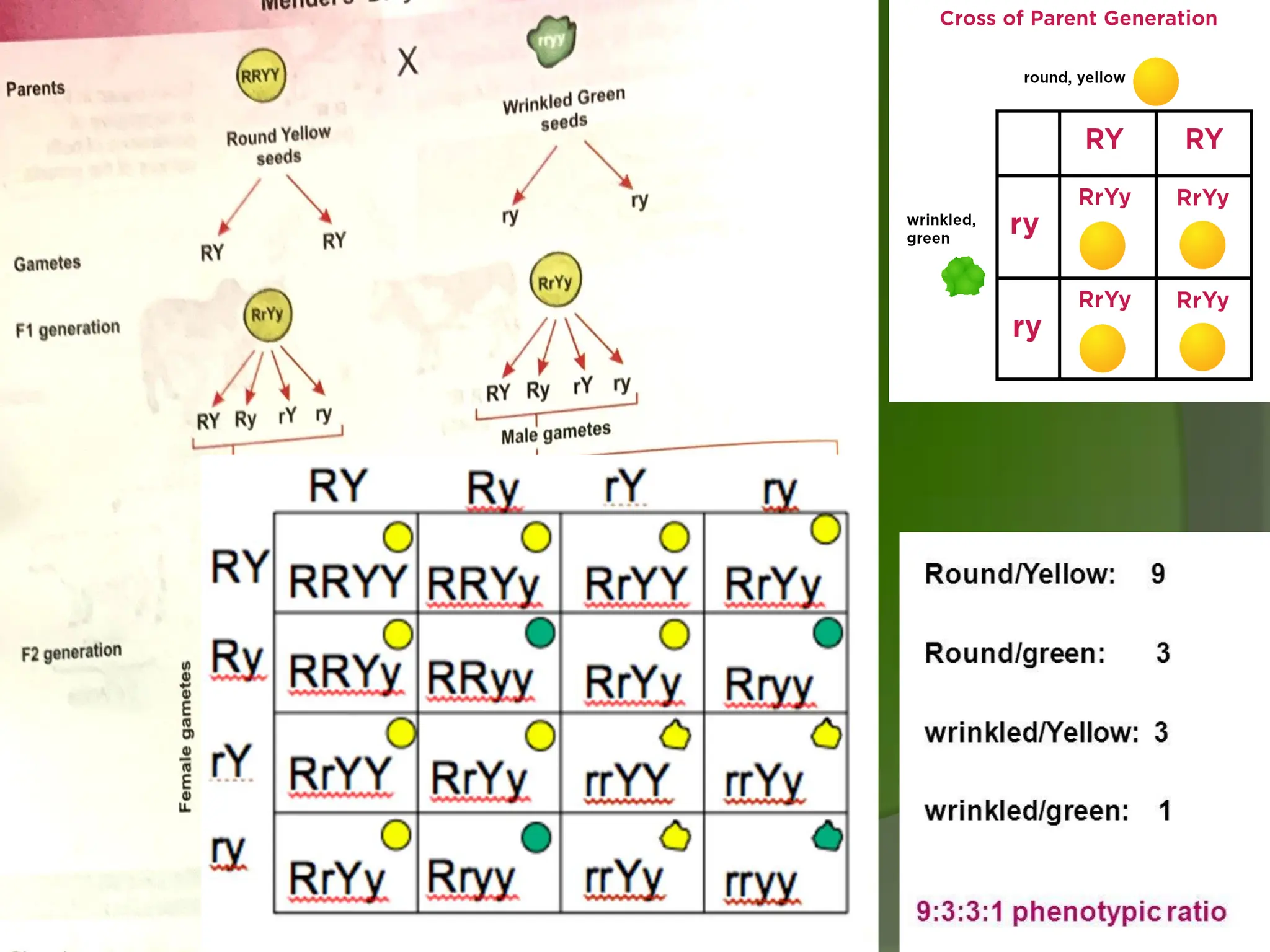 ppt-2-heredity-and-evolution power point | PDF