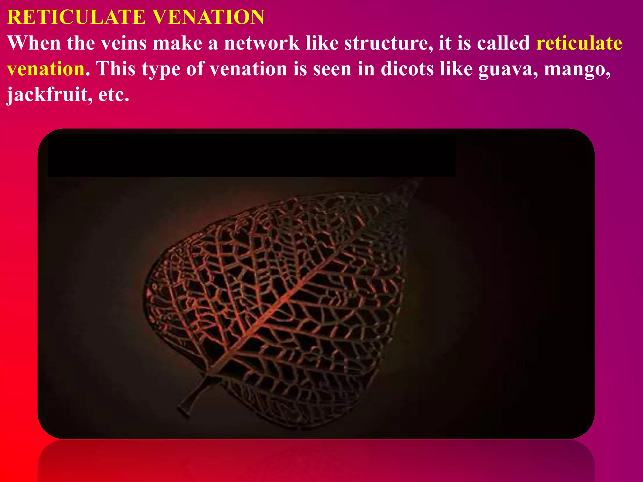 GETTING TO KNOW PLANTS-2 (CLASS VI) CHAPTER-7 CBSE | PPTX