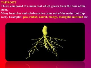 GETTING TO KNOW PLANTS-2 (CLASS VI) CHAPTER-7 CBSE | PPT