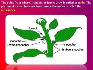 GETTING TO KNOW PLANTS-2 (CLASS VI) CHAPTER-7 CBSE | PPTX