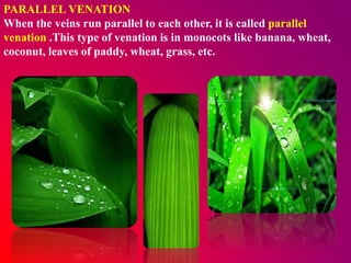 GETTING TO KNOW PLANTS-2 (CLASS VI) CHAPTER-7 CBSE | PPT