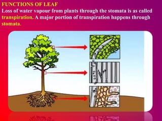 GETTING TO KNOW PLANTS-2 (CLASS VI) CHAPTER-7 CBSE | PPT