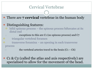 PPT-Vertebral-Column with diagrams and explaination | PPTX