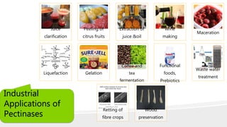 Microbial Processing of Agricultural Wastes to produce Pectinase Enzyme ...