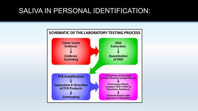 saliva in forensics | PPTX