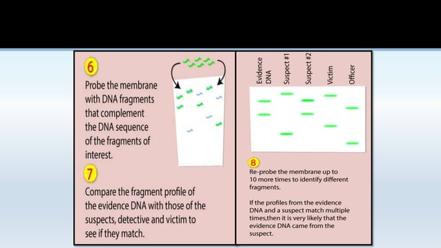saliva in forensics | PPTX