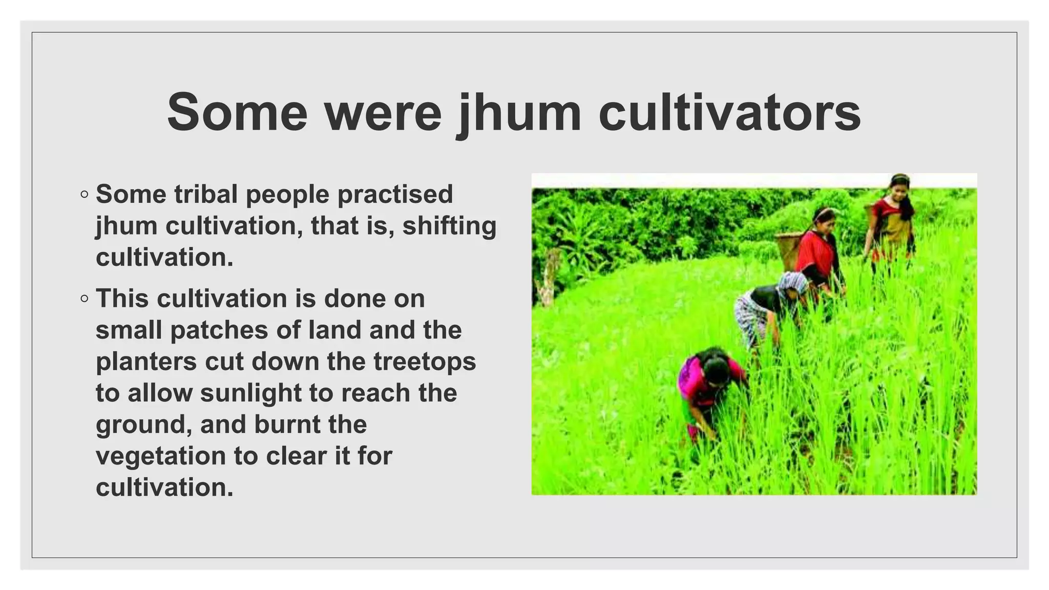 Chapter 4- Tribals, Dikus and the vision of a golden age | PPTX